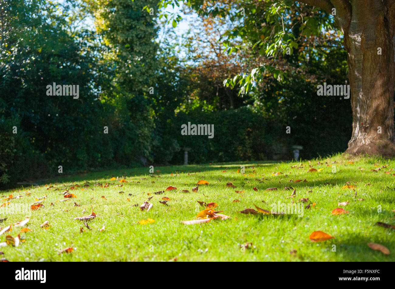 Ground level view tree branches hi-res stock photography and images - Alamy
