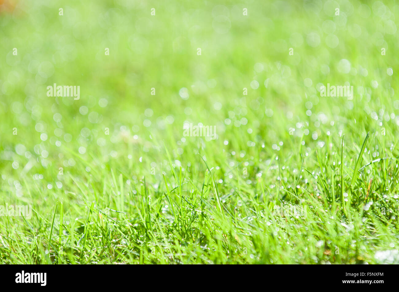 close up of wet grass Stock Photo - Alamy
