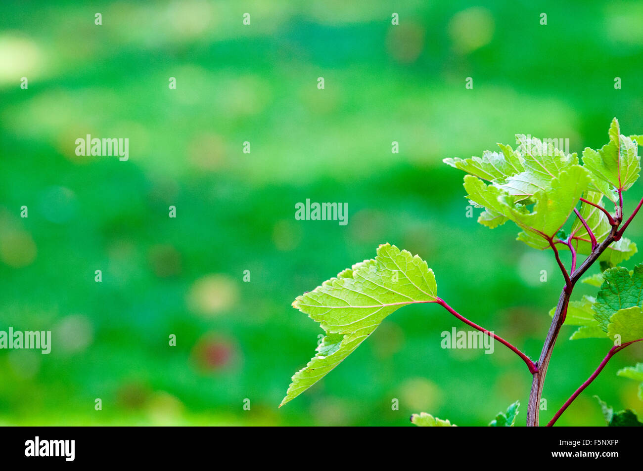Green plants on a blurred green garden background Stock Photo - Alamy