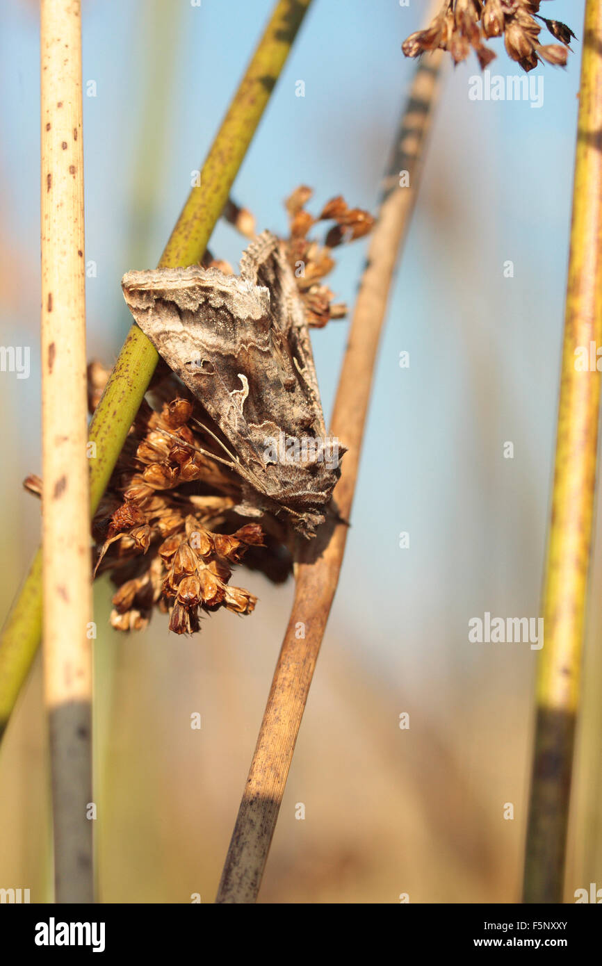 Day flying moths hi-res stock photography and images - Alamy