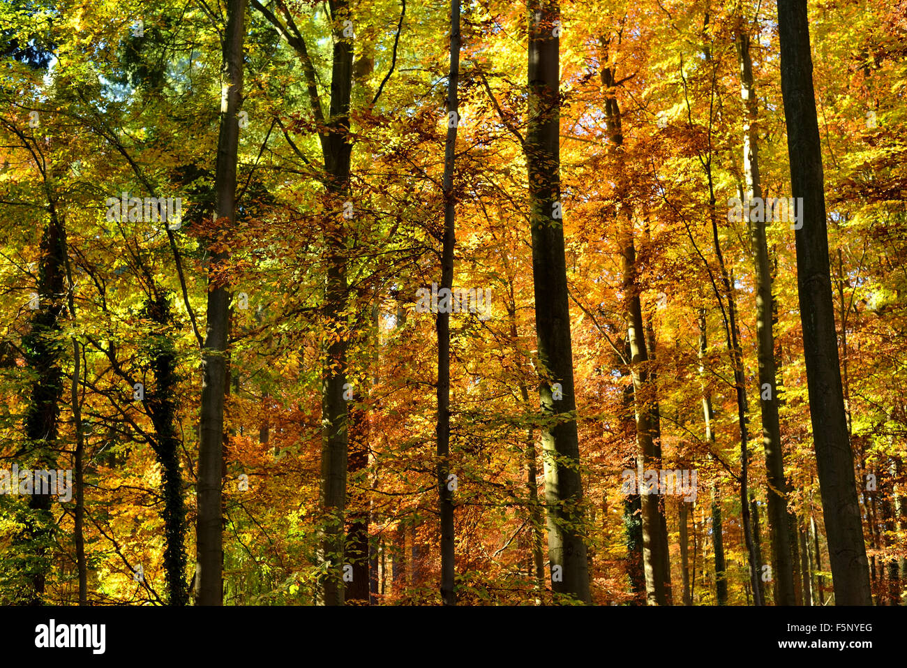 Famous by its bluebells Hallerbos in autumn Stock Photo - Alamy