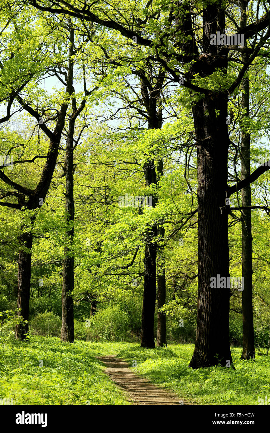Forest path among beautiful trees photographed close up Stock Photo - Alamy
