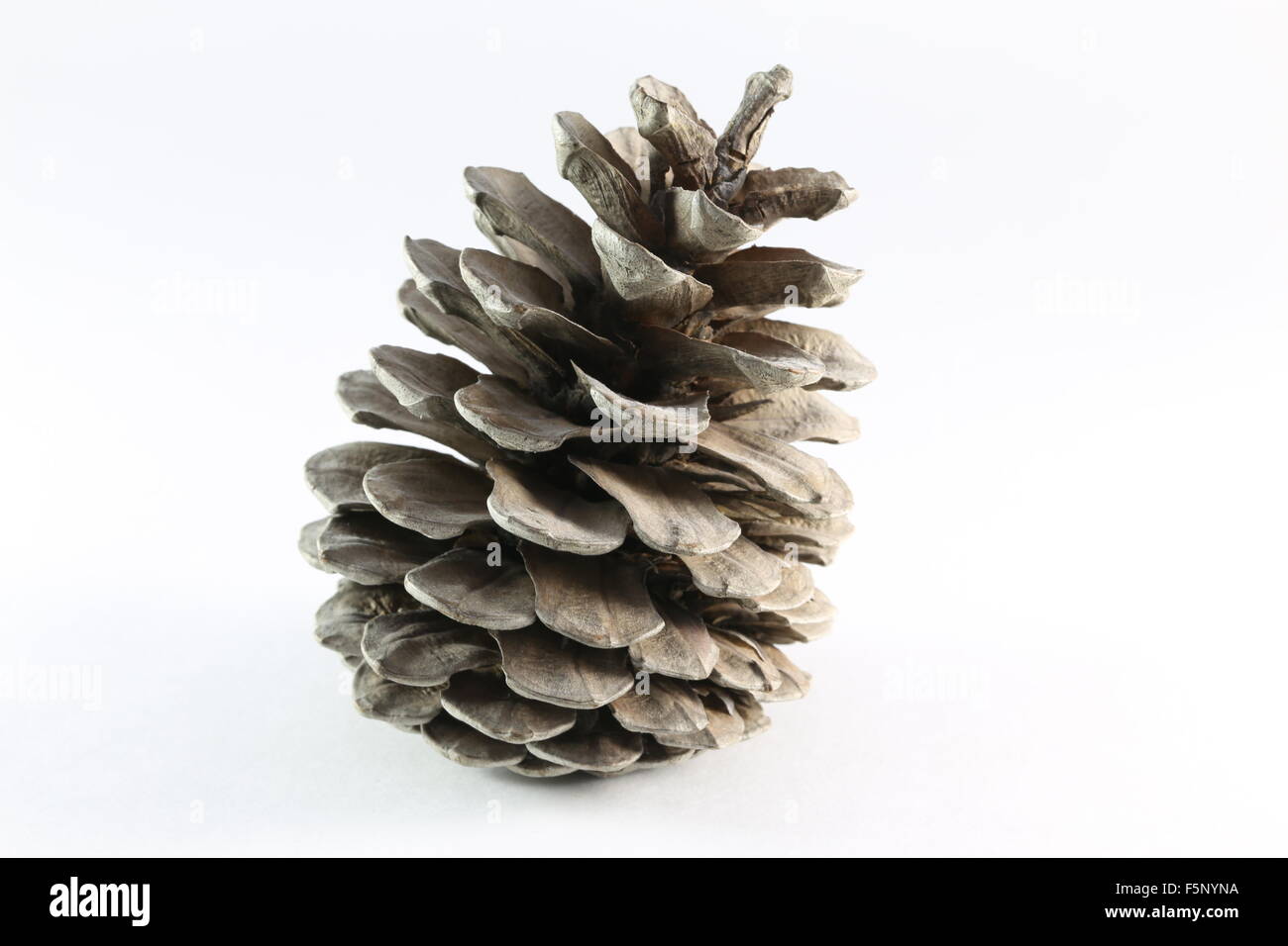 Christmas wreath coniferous cones Cut Out Stock Images & Pictures - Alamy