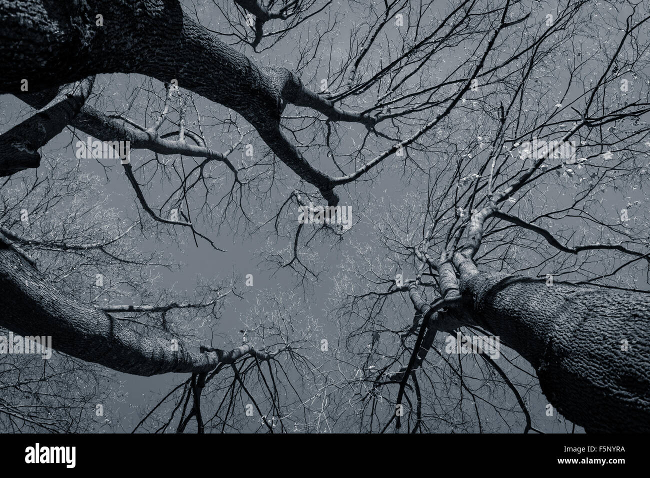 spooky abstract black and white tree silhouette in sunrise time Stock ...