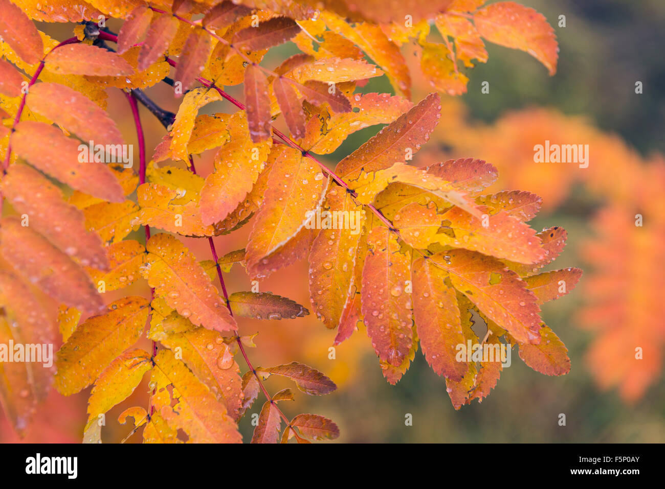 Rowan leaves hi-res stock photography and images - Alamy