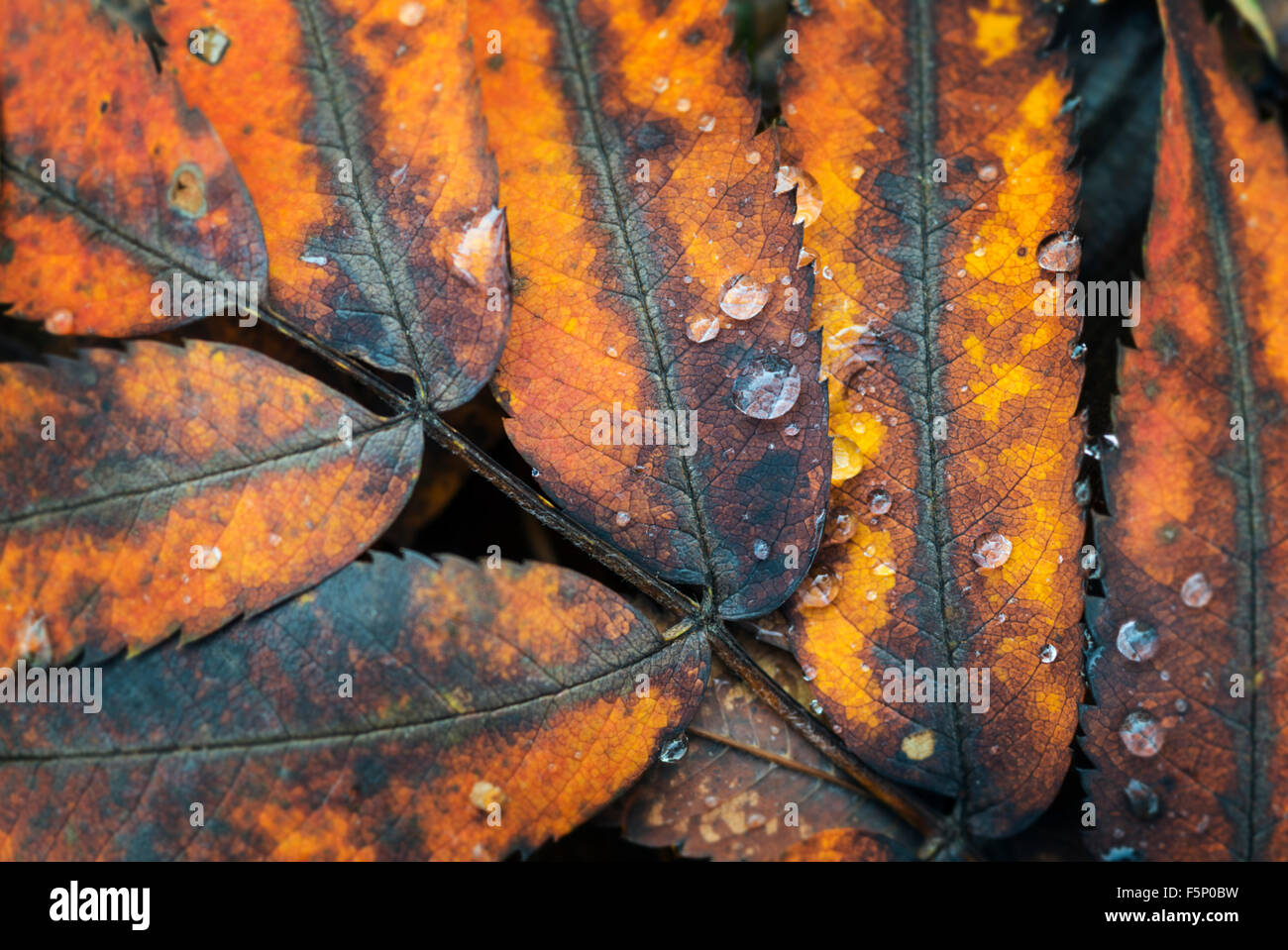 Rowan leaf in fall colors Stock Photo - Alamy