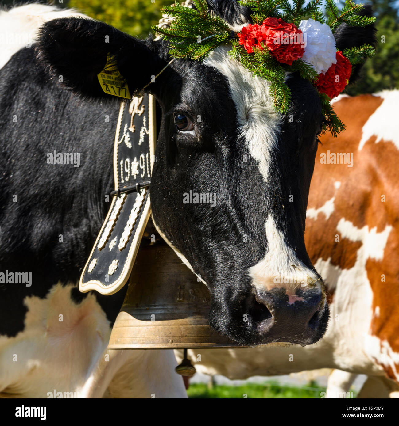 Farmers with a herd of cows on the annual transhumance at Charmey near ...