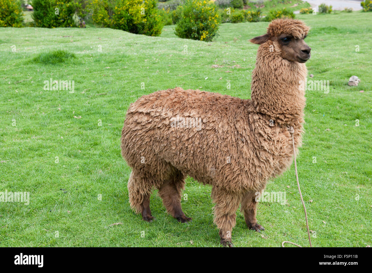 Alpaca in a field hi-res stock photography and images - Alamy