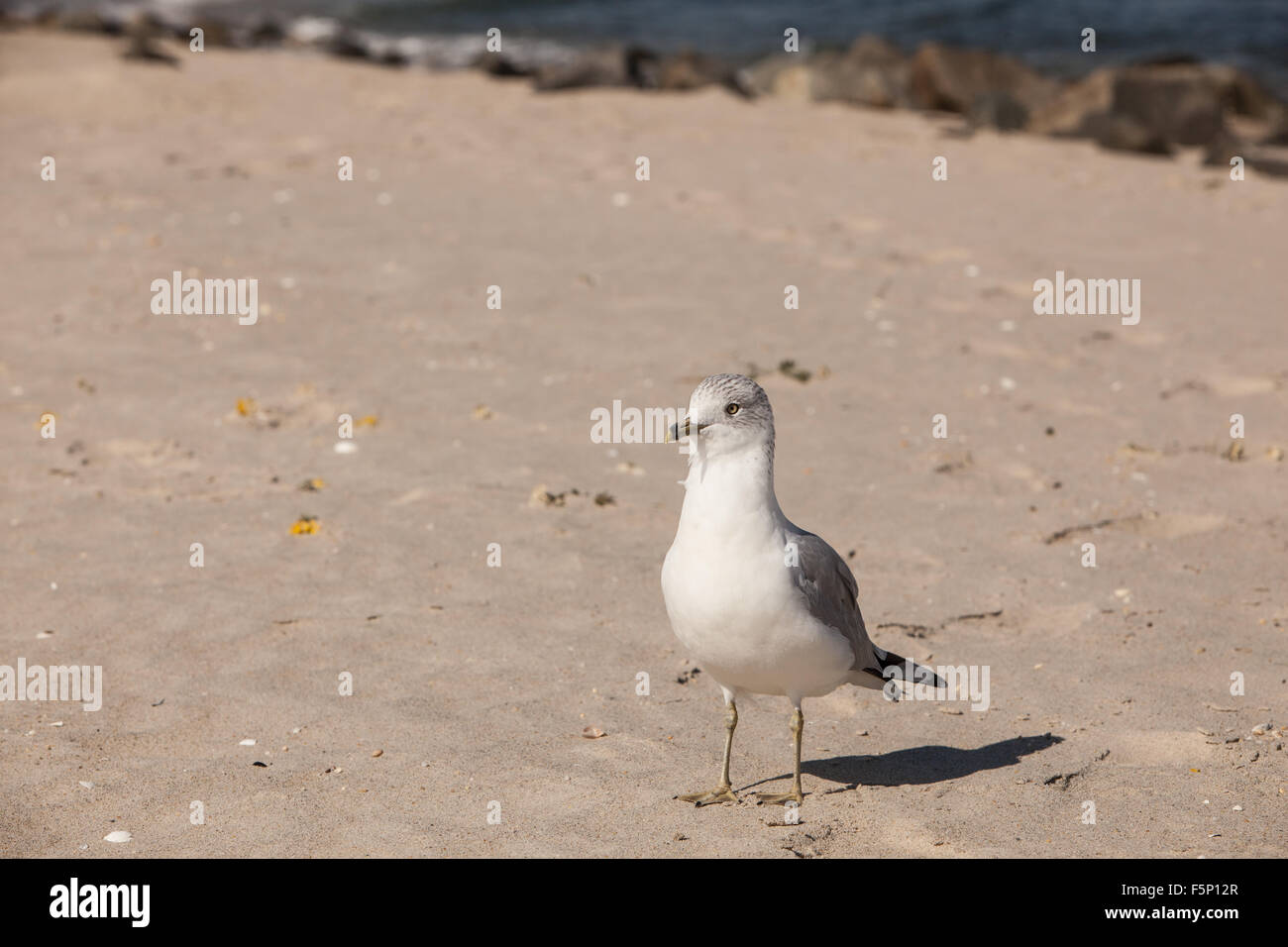 Seagull striking the pose Stock Photo - Alamy