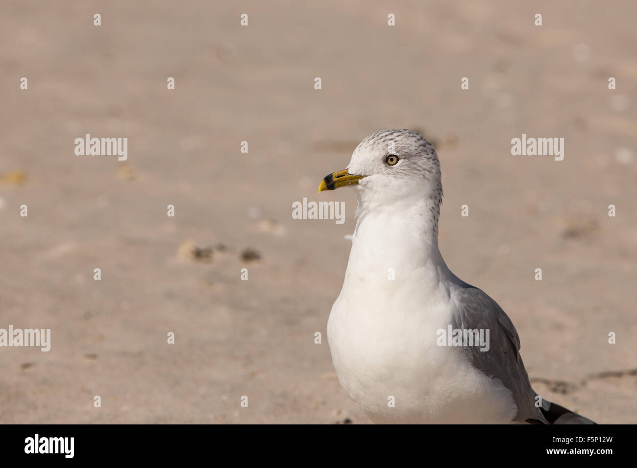 Seagull striking the pose Stock Photo - Alamy