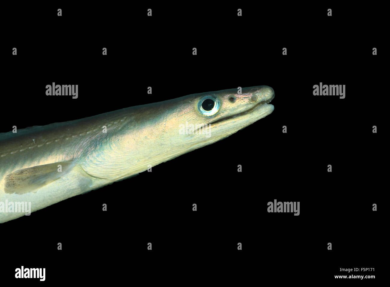 Conger myriaster hi-res stock photography and images - Alamy