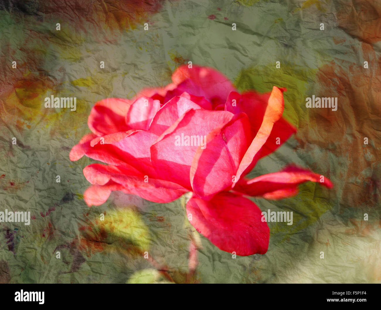 Beautiful red rose up close hi-res stock photography and images - Alamy