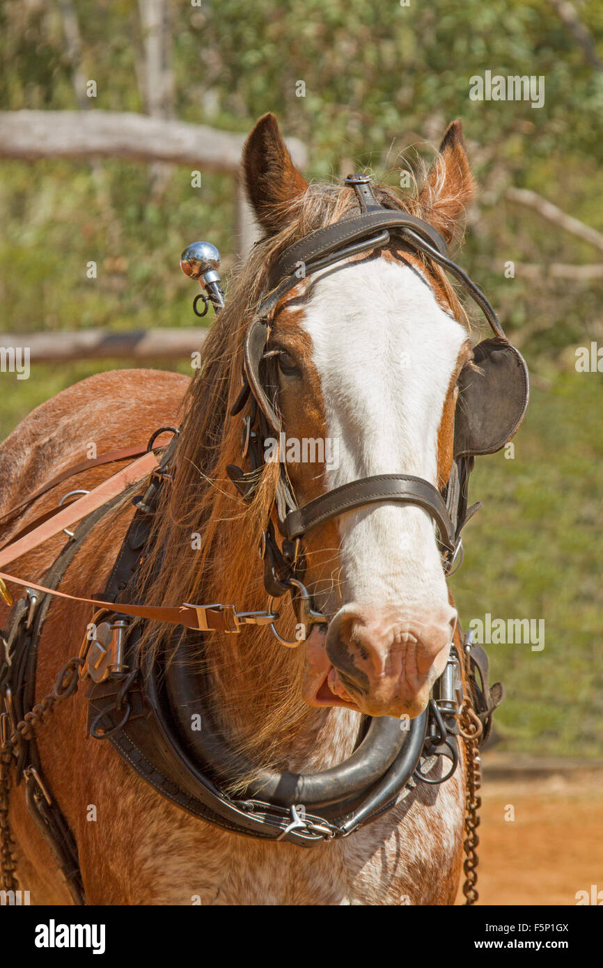 Chestnut horse with white blaze hi-res stock photography and images - Alamy