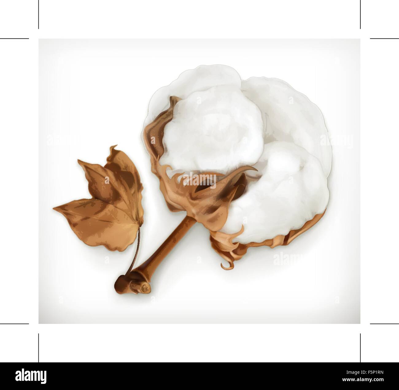 Botany of cotton plant Stock Vector Images - Alamy