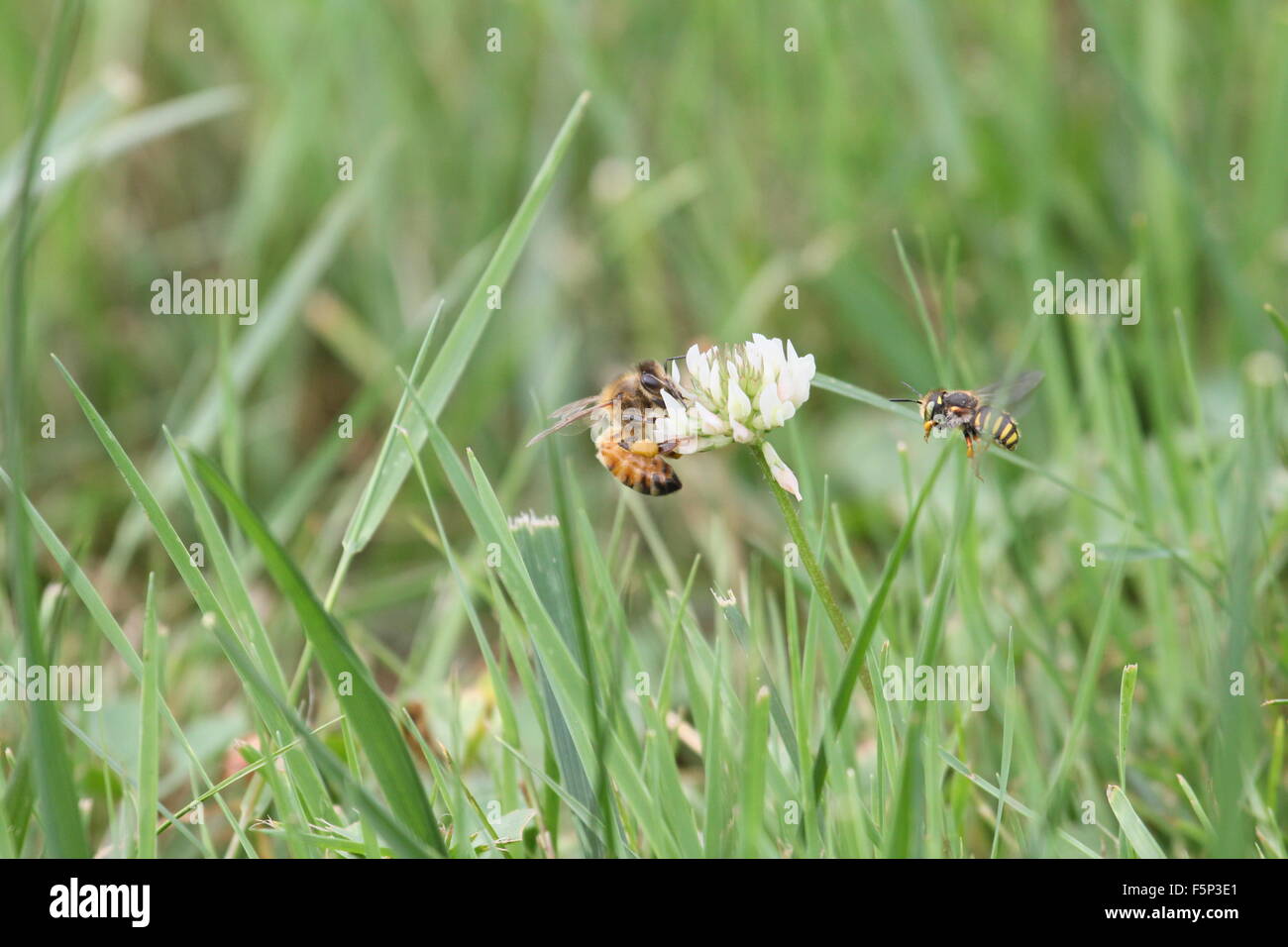 Two species of bee meeting in the grass Stock Photo - Alamy