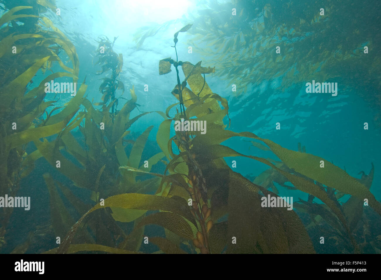 Sea life seaweed kelp forest underwater scuba diving at California ...