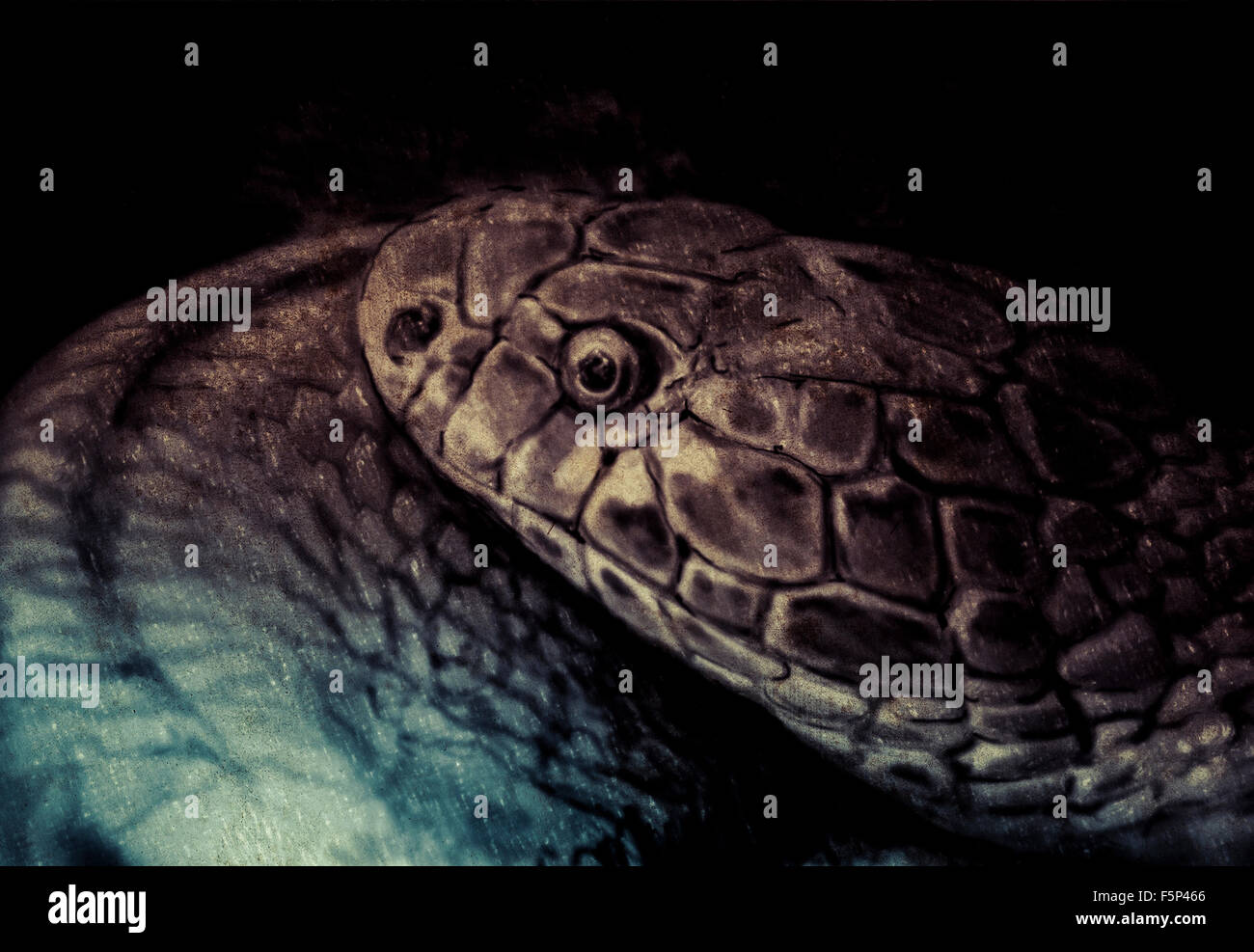 Sketch made with digital tablet, snake head Stock Photo - Alamy