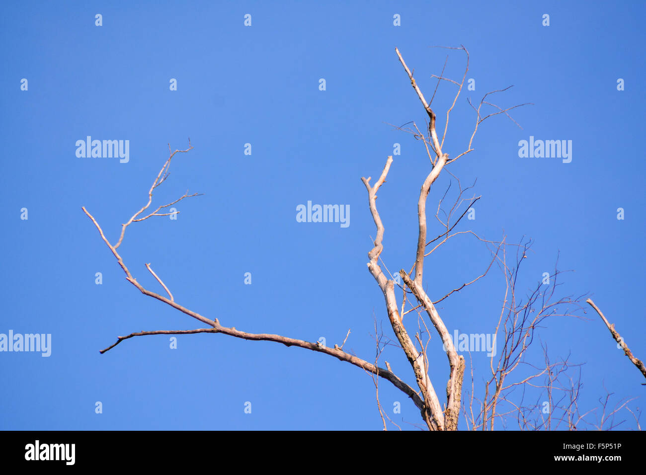Single old and dead tree branch Stock Photo - Alamy