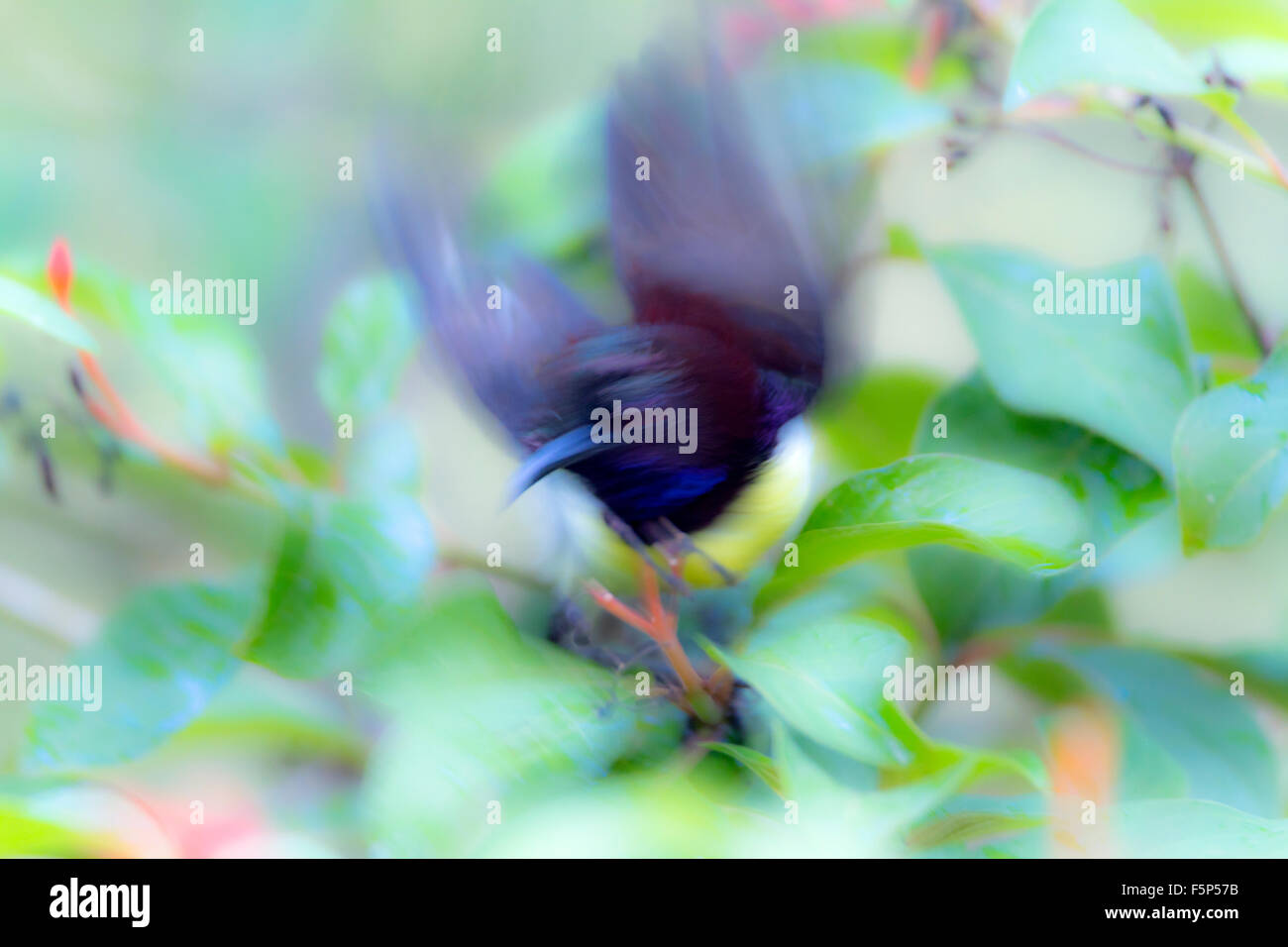 Purple-rumped sunbird specie Leptocoma zeylonica Stock Photo - Alamy