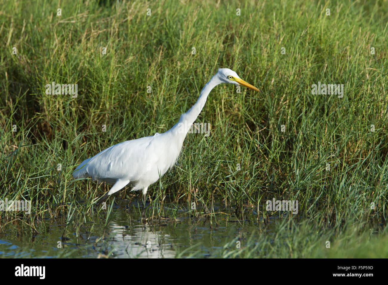 Intermediate egret specie Ardea intermedia Stock Photo - Alamy