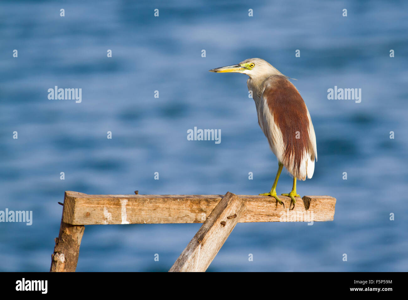 Indian pond heron specie Ardeola grayii Stock Photo - Alamy
