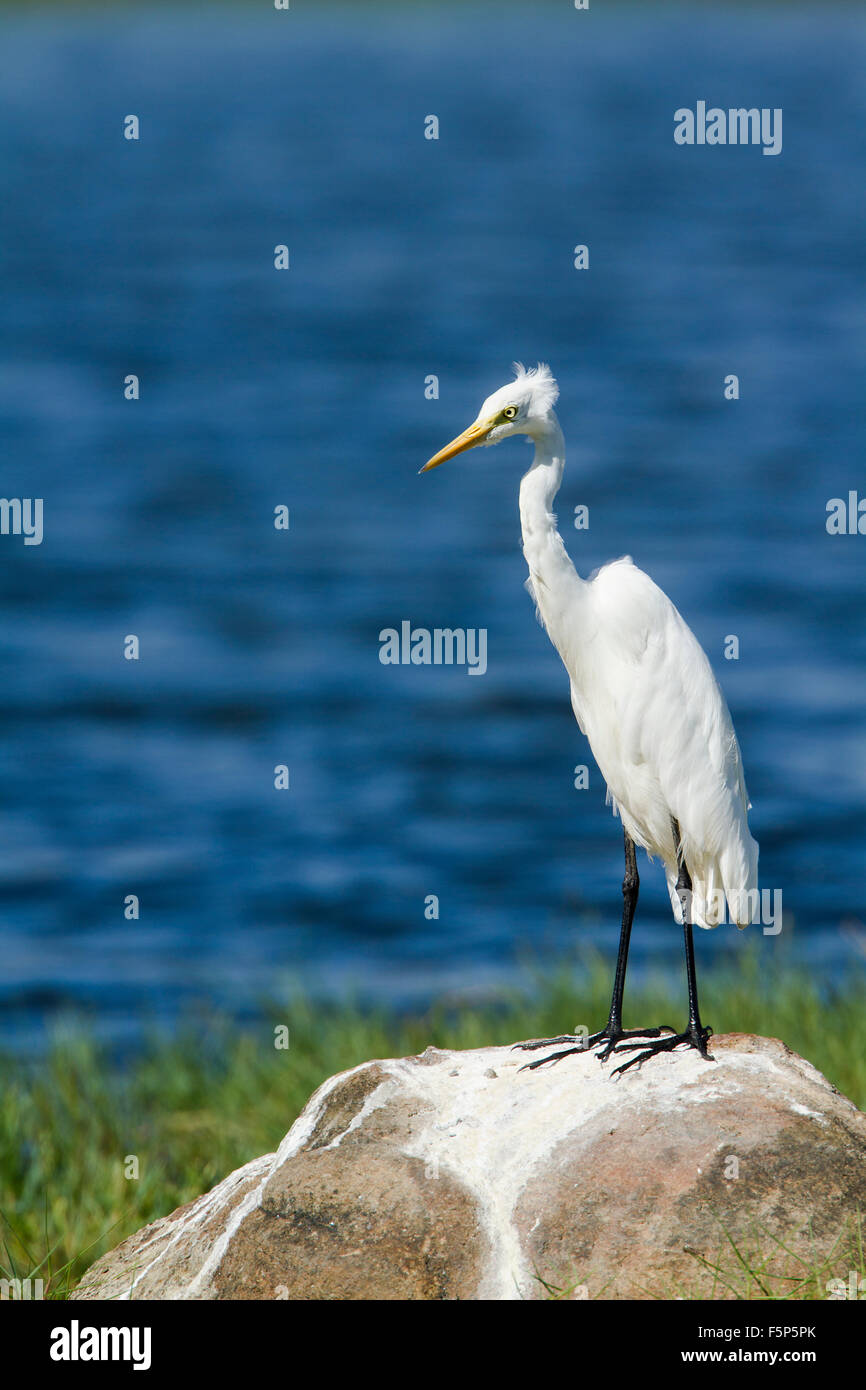 Intermediate egret specie Ardea intermedia in Arugam bay lagoon Stock ...