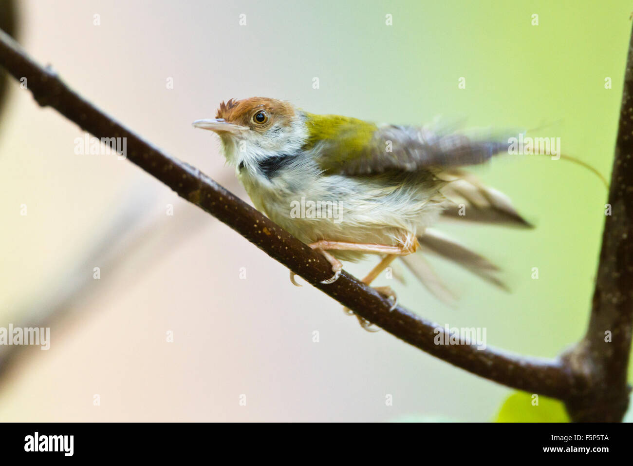 Sutorius hi-res stock photography and images - Alamy