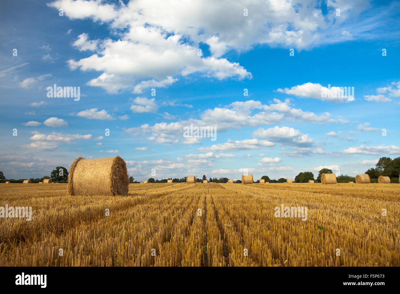 Freshly made straw bales against a blue sky with white fluffy clouds ...
