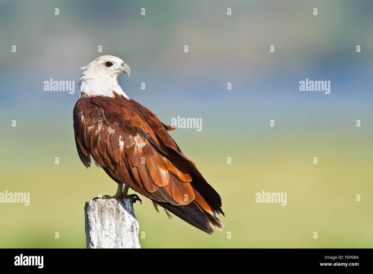 Brahminy kite specie Haliastur indus Stock Photo - Alamy