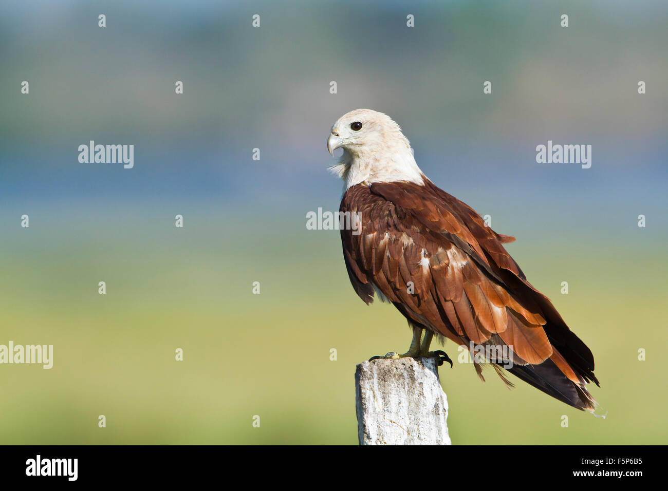 Brahminy kite specie Haliastur indus Stock Photo - Alamy