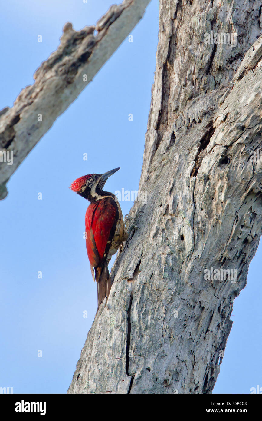Black flameback hi-res stock photography and images - Alamy