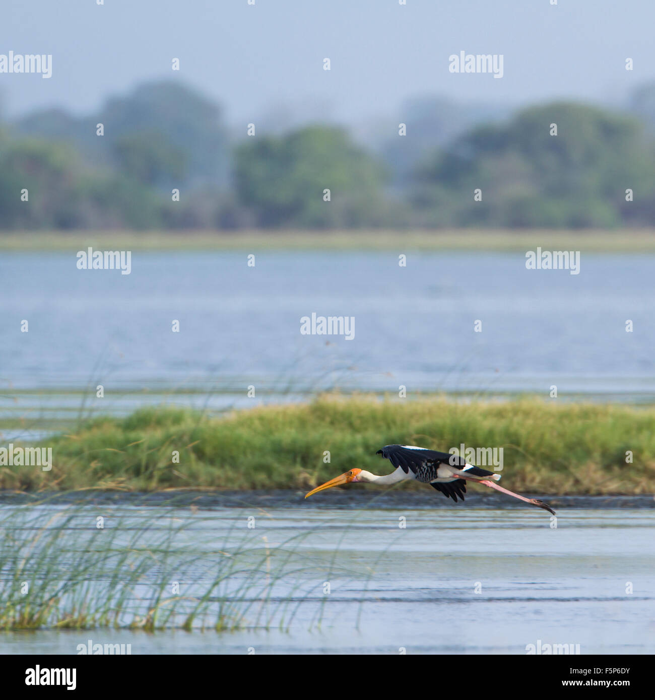 Painted stork specie Mycteria leucocephala in Arugam bay lagoon Stock ...