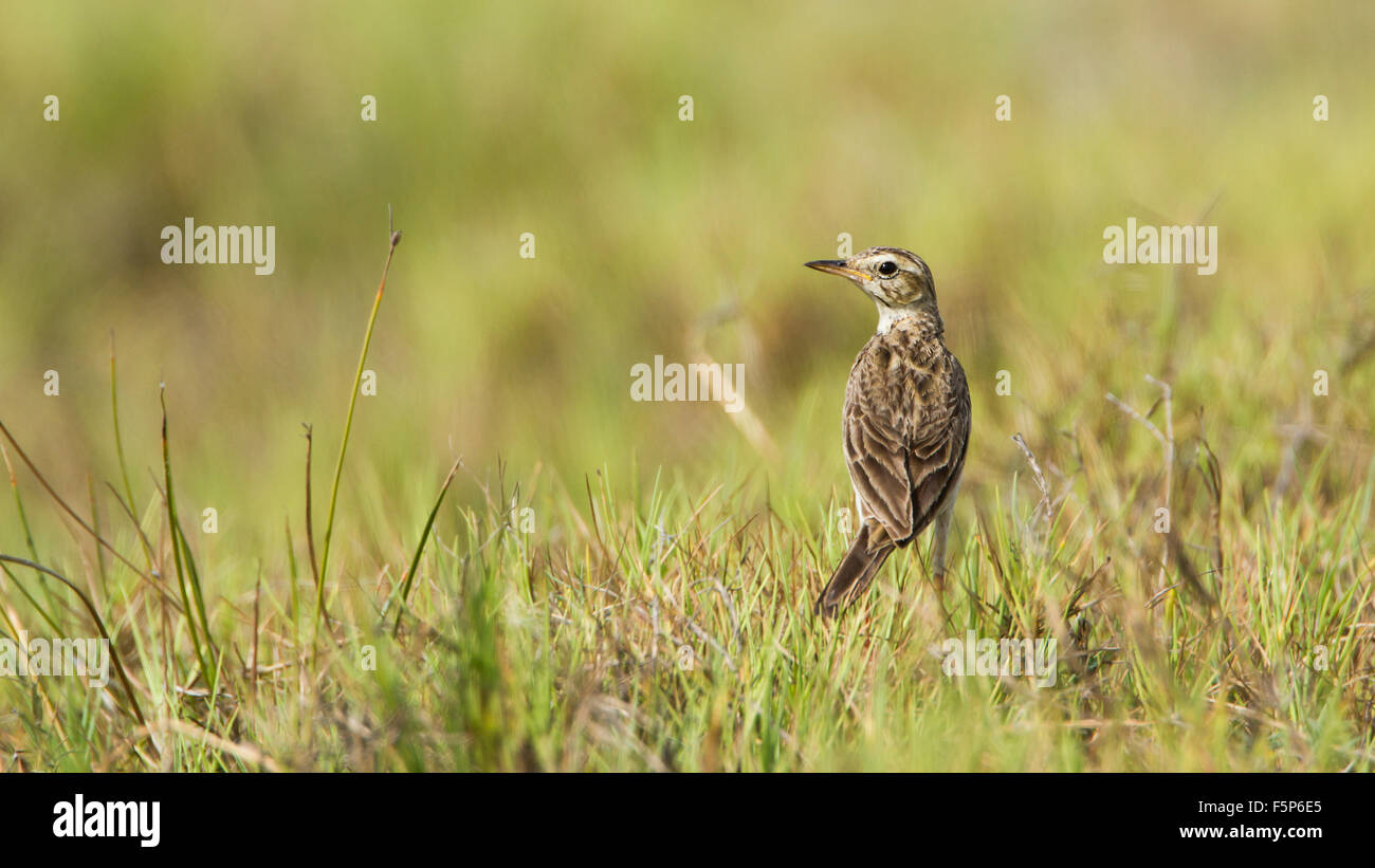 Paddyfield pipit specie Anthus rufulus in Arugam bay lagoon Stock Photo ...