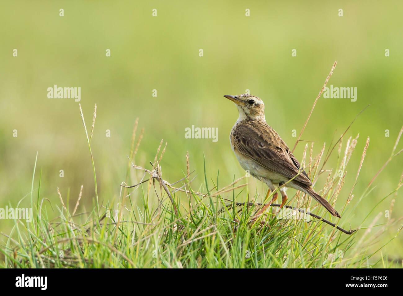 Indian pipit hi-res stock photography and images - Alamy