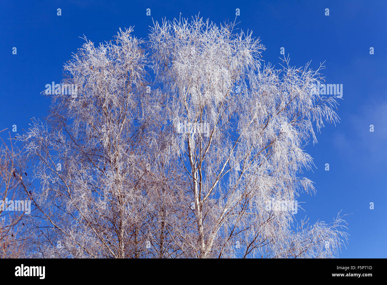Rime on a Tree at Sunny Day Stock Photo - Alamy