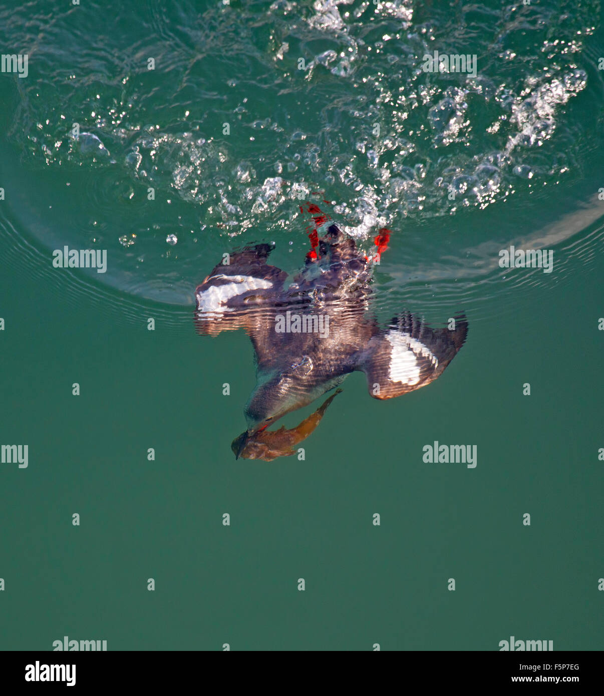 Pigeon diving hi-res stock photography and images - Alamy