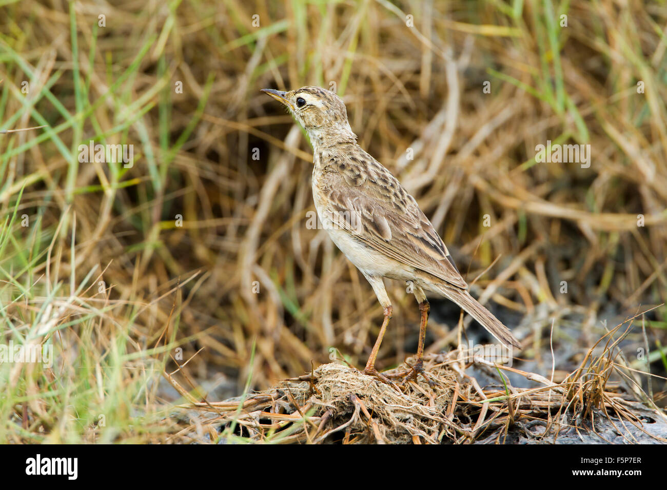 paddyfield pipit specie Anthus rufulus in Arugam bay lagoon Stock Photo ...