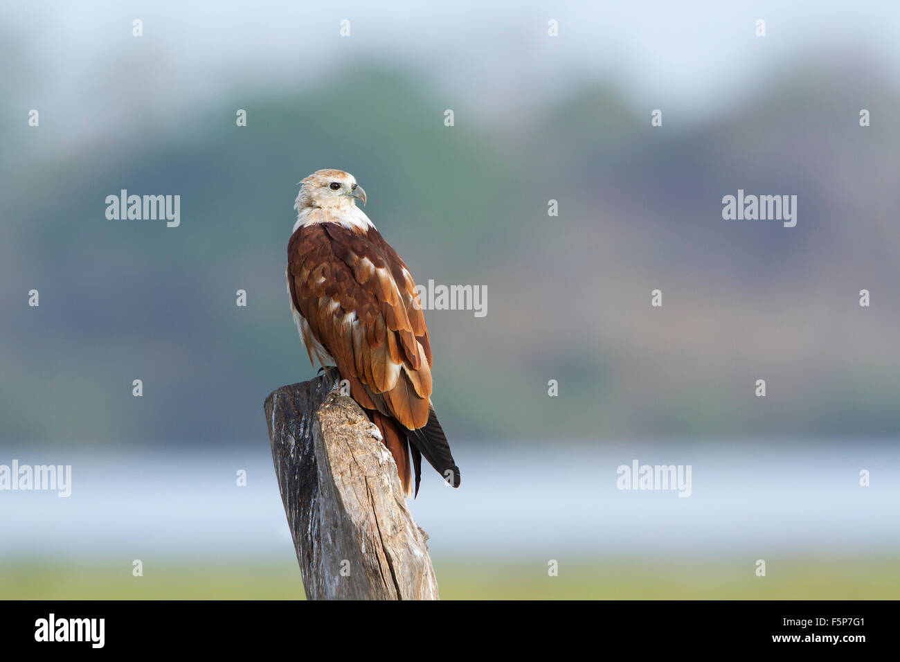 Brahminy kite specie Haliastur indus Stock Photo - Alamy