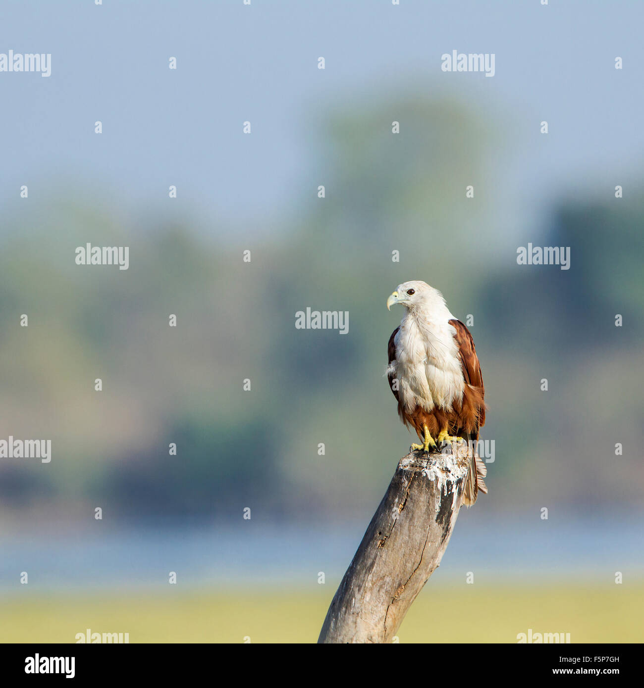 Brahminy kite specie Haliastur indus Stock Photo - Alamy