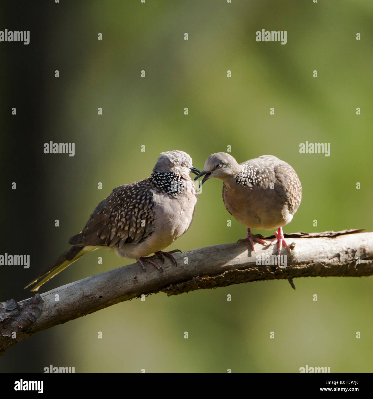 spotted dove specie Streptopelia chinensis Stock Photo - Alamy