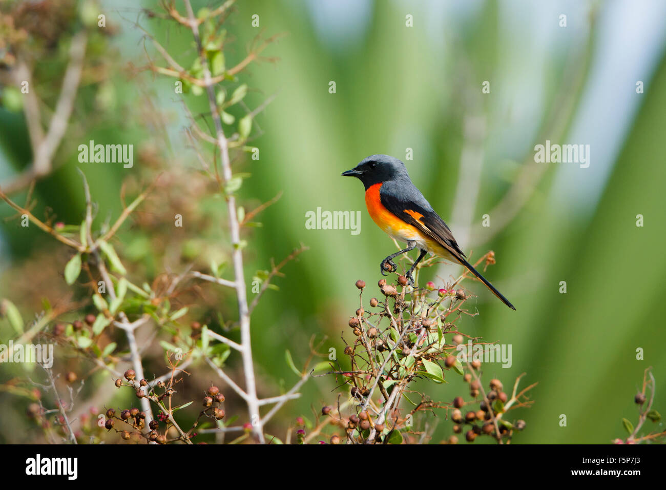 Small minivet specie Pericrocotus cinnamomeus in Pottuvil nature ...