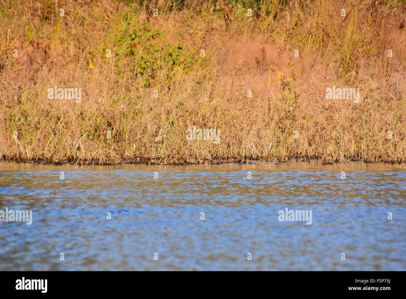 Wild Brenta River Stock Photo - Alamy
