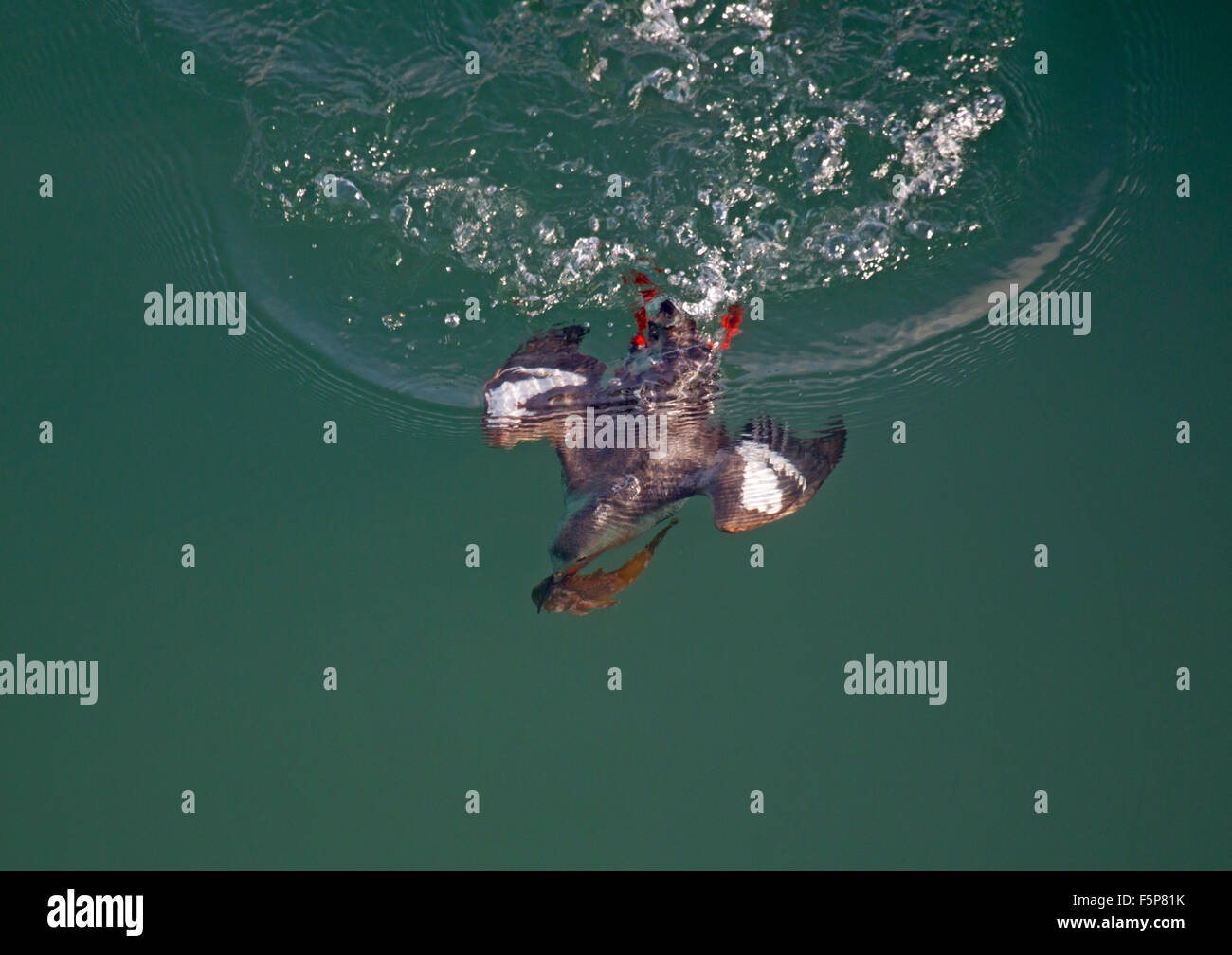 Pigeon diving hi-res stock photography and images - Alamy