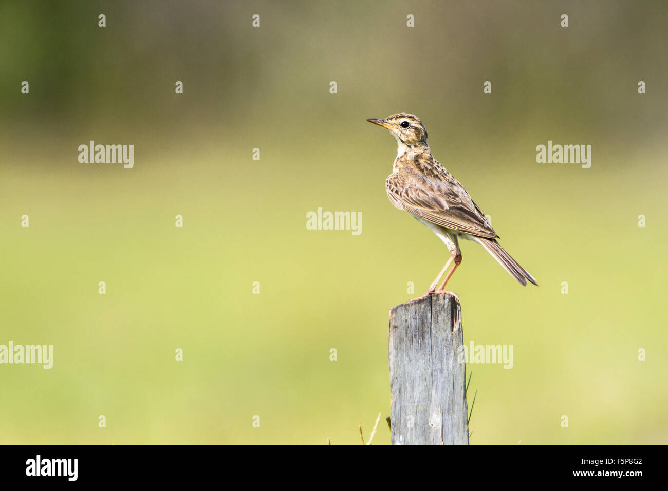 Richards pipit hi-res stock photography and images - Alamy