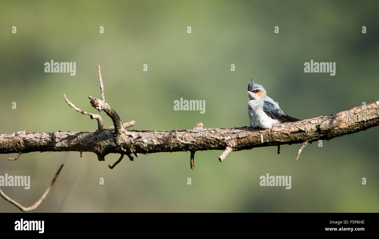 Crested Treeswift specie Hemiprocne coronata Stock Photo - Alamy