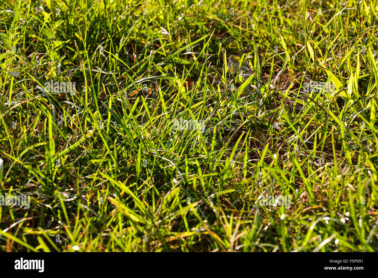 Green Grass Pattern Texture Stock Photo - Alamy