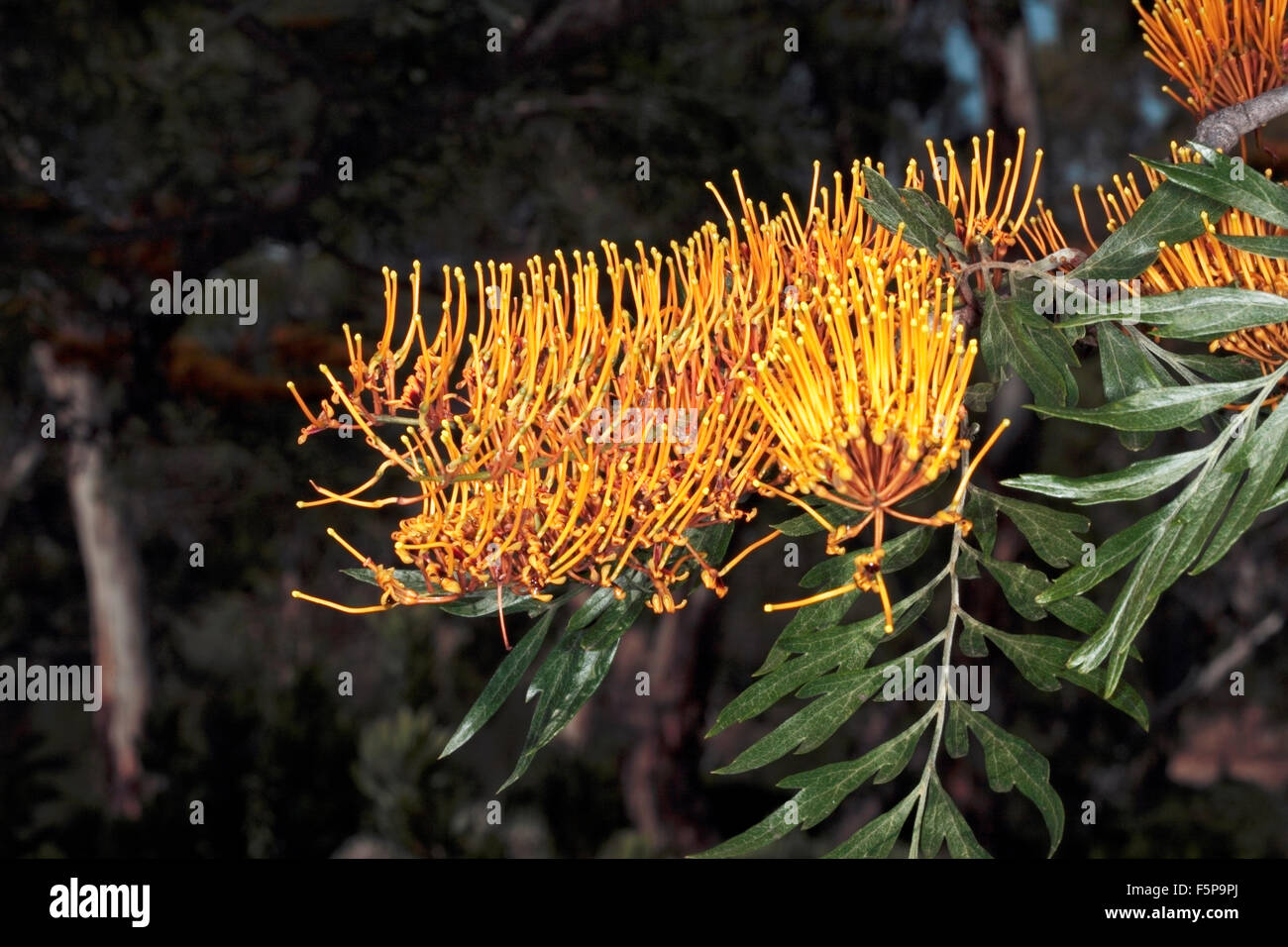 Close-up of Silky Oak/Southern Silky Oak/Australian Silver Oak flowers ...