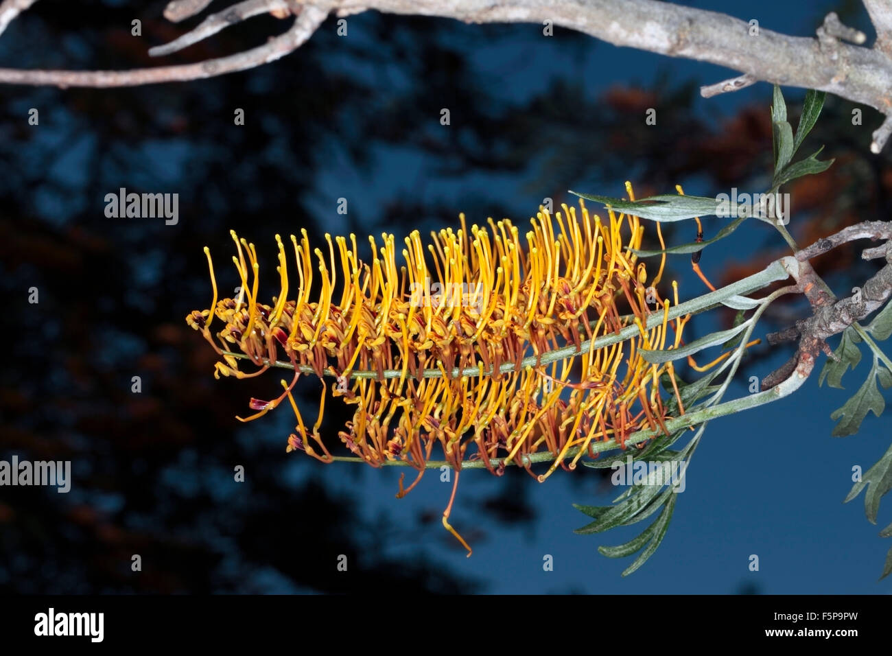 Close-up of Silky Oak/Southern Silky Oak/Australian Silver Oak flowers ...