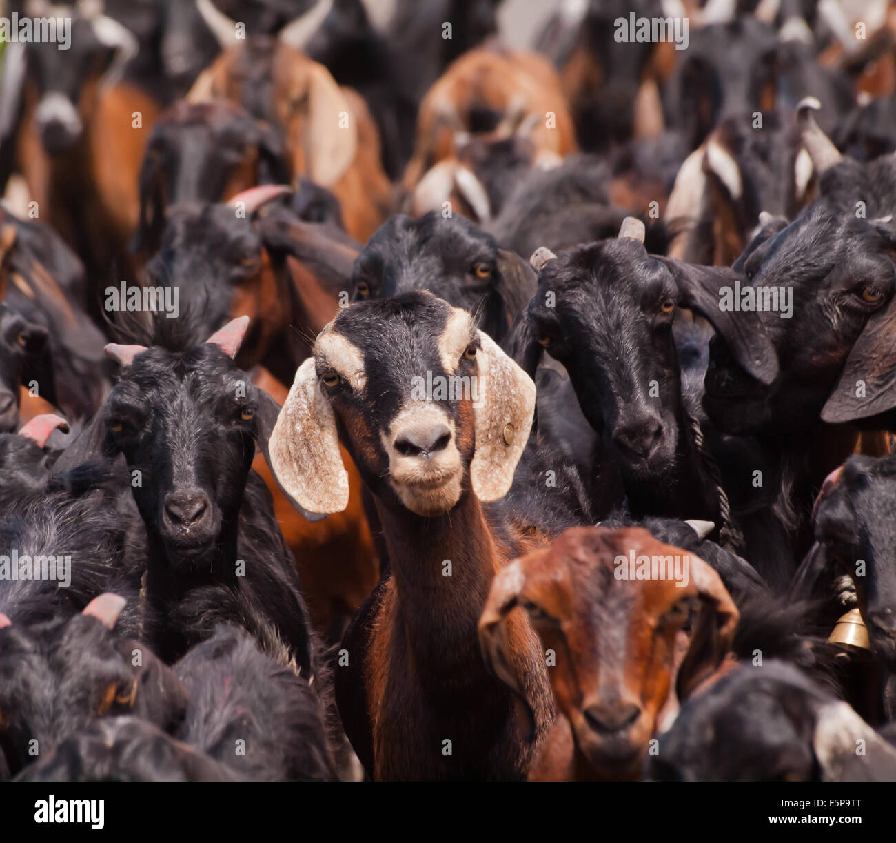 Indian sheep hi-res stock photography and images - Alamy
