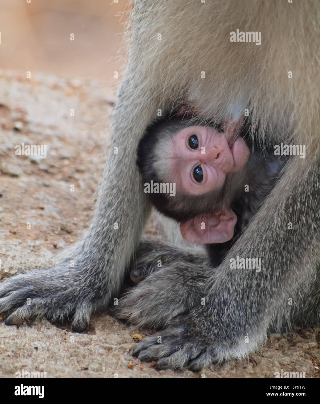 Vervet monkey baby feeding Stock Photo - Alamy